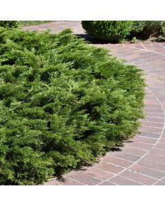 Shrubs
